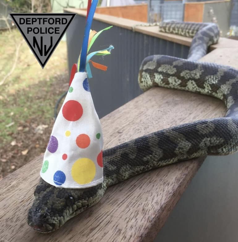 DEPTFORD POLICE FIND 5-FOOT SNAKE IN BASEMENT - On New Jersey