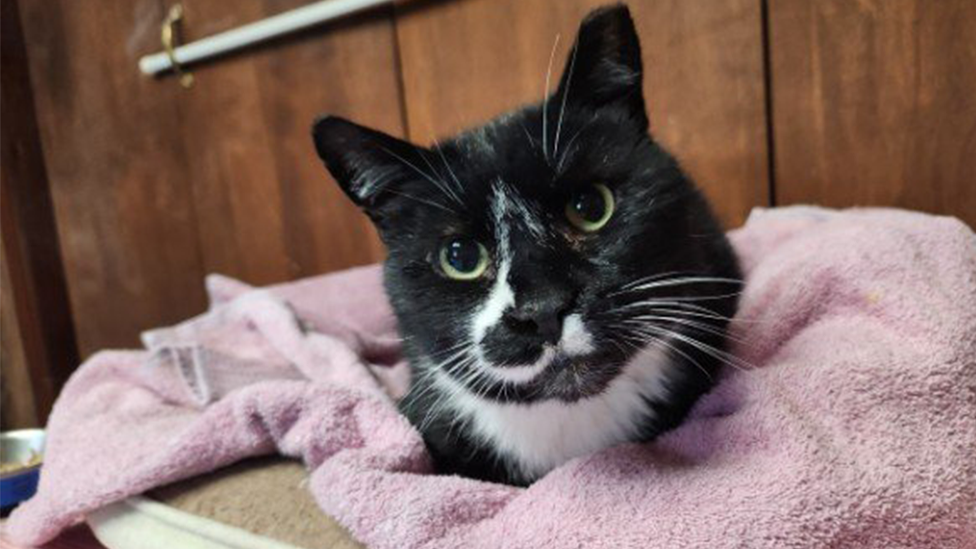 Summit Animal Rescue, Excess in Kittens - On New Jersey